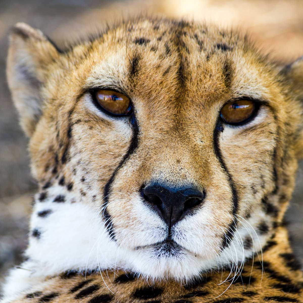 Cheetah - Uganda Wildlife Authority