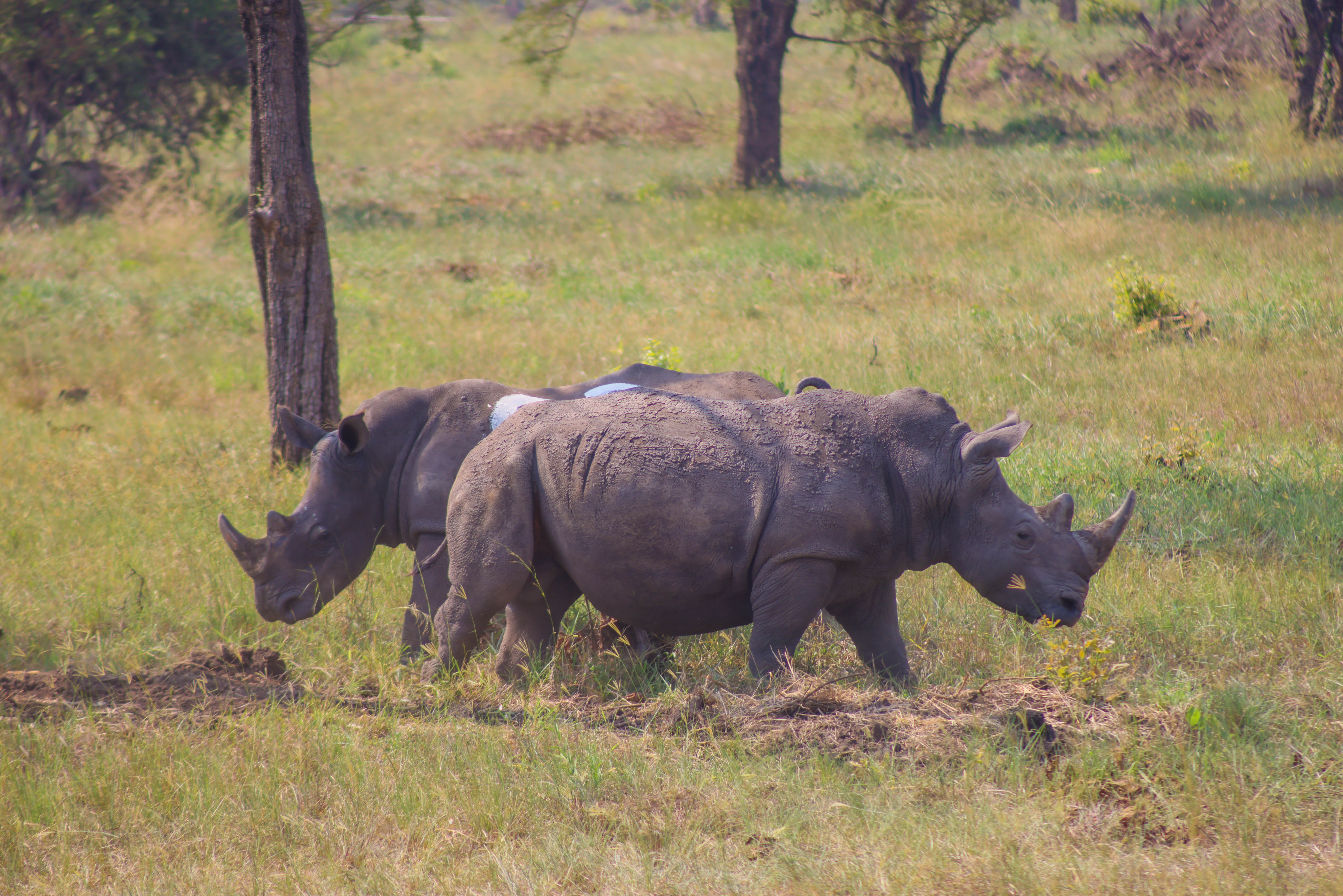 Uganda Takes Back Rhino to Ajai Wildlife Reserve - Uganda Wildlife ...