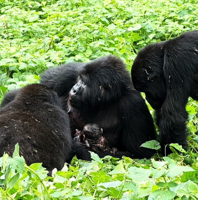 UGANDA IDENTIFIES 42 IMPORTANT PLANT AREAS FOR CONSERVATION - Uganda ...