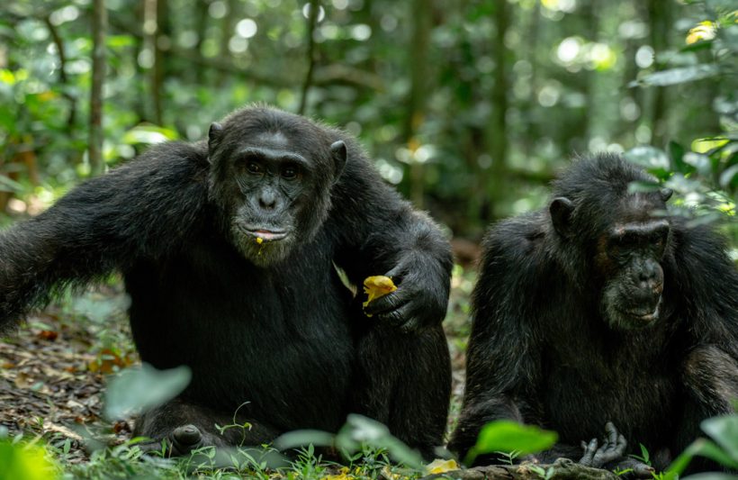 UGANDA IDENTIFIES 42 IMPORTANT PLANT AREAS FOR CONSERVATION - Uganda ...