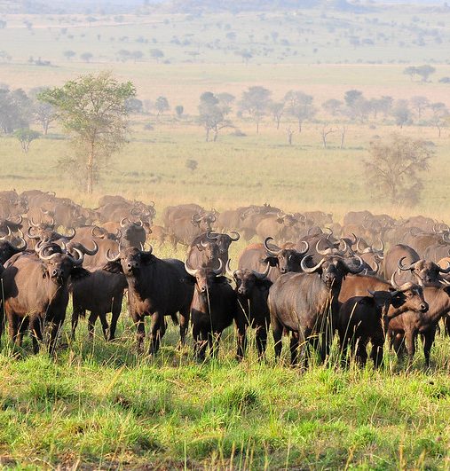 Uganda Wildlife Authority - UWA