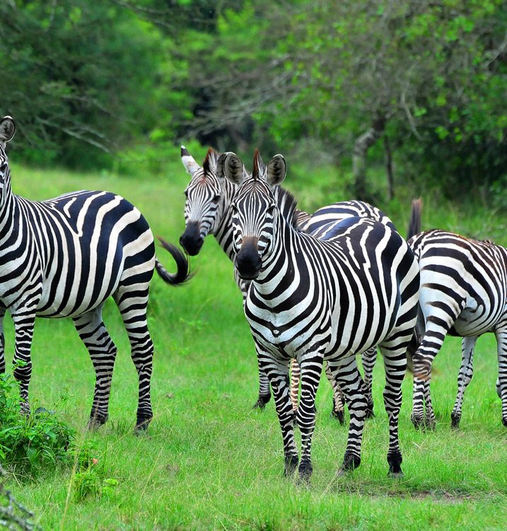 Uganda Wildlife Authority - UWA